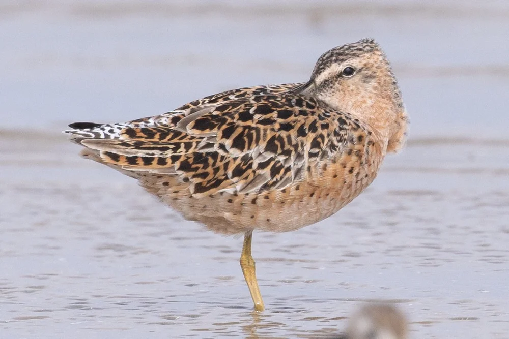 Out of the Weeds: Learn to Identify Dowitchers with Fresh Breeding ...