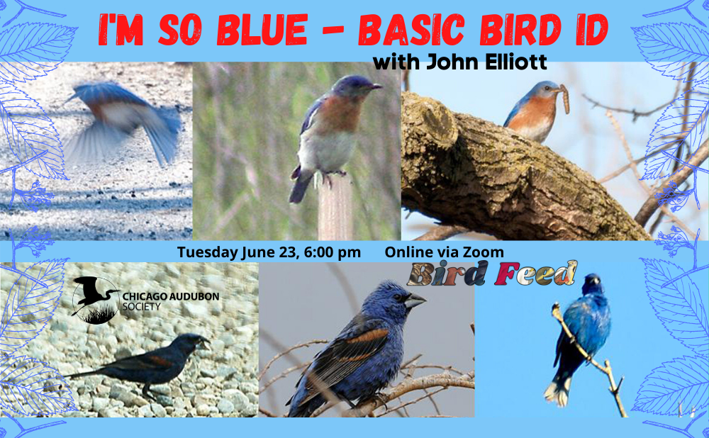 I'm So Blue - Basic Bird ID — Chicago Bird Alliance