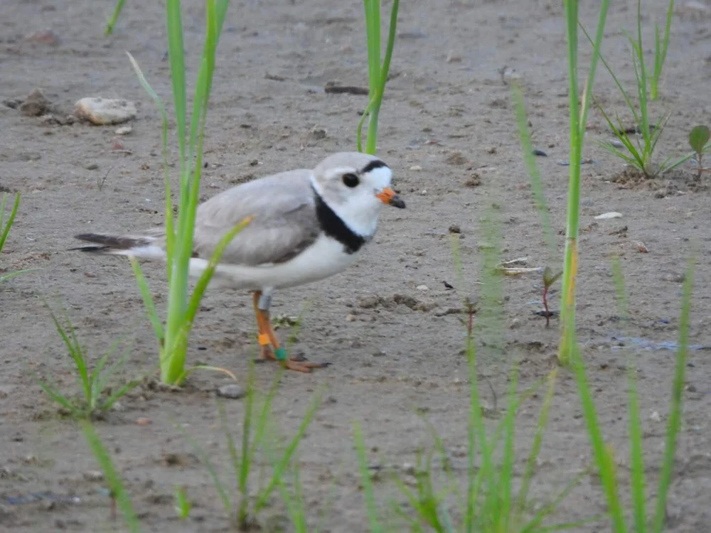 Become a Member — Chicago Bird Alliance (formerly Chicago Audubon Society)