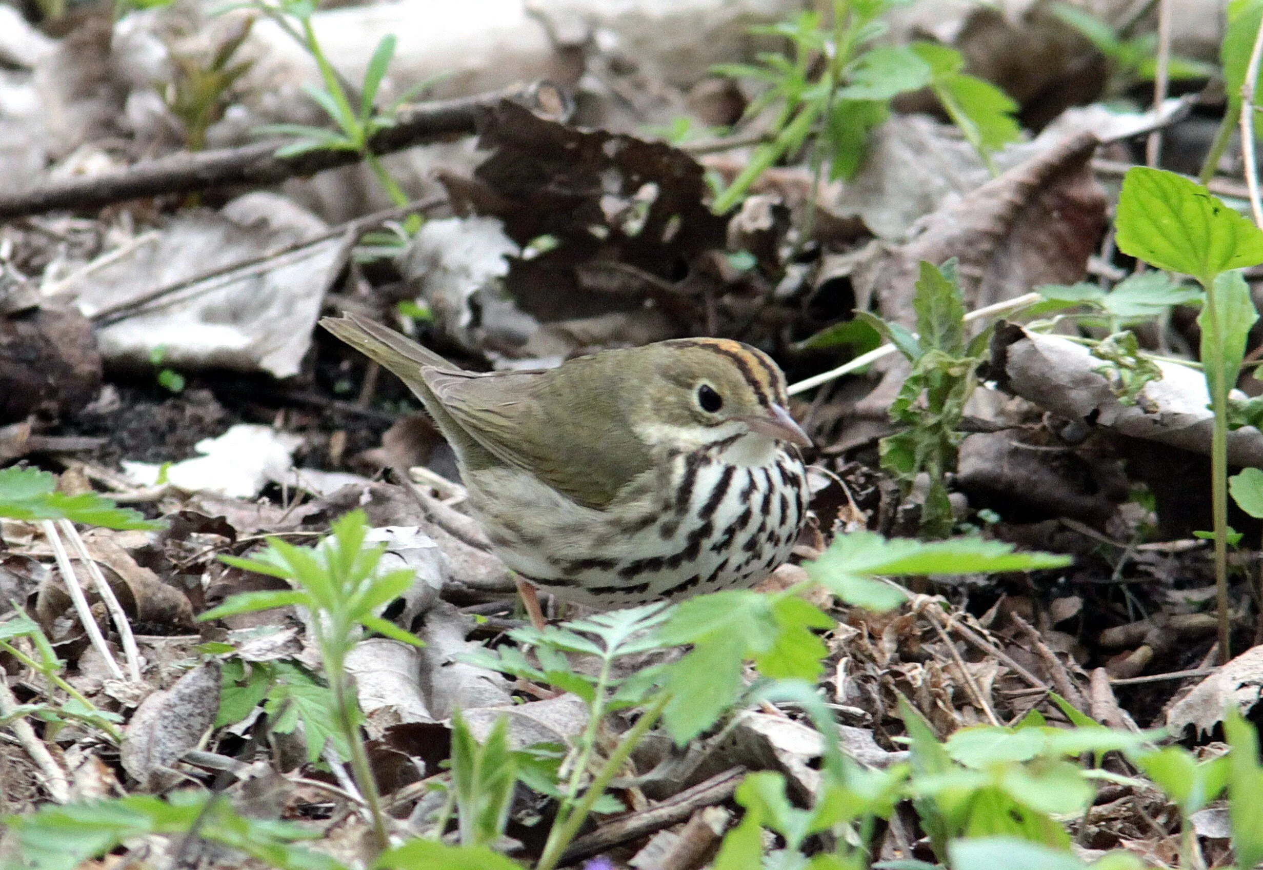 Bird Classics: The Oven Bird by Robert Frost — Chicago Bird Alliance ...