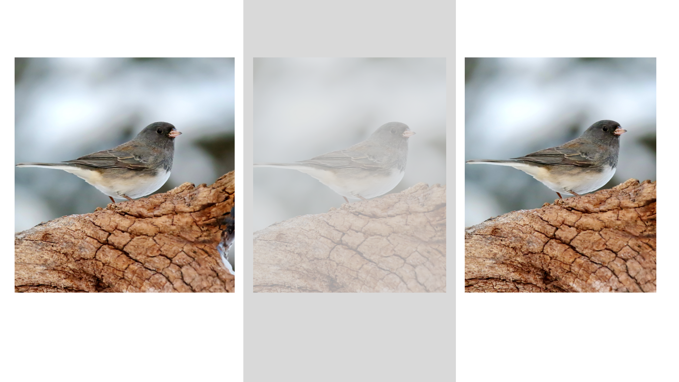 A Year of Helping Birds: Avoid Harmful Pesticides — Chicago Bird ...