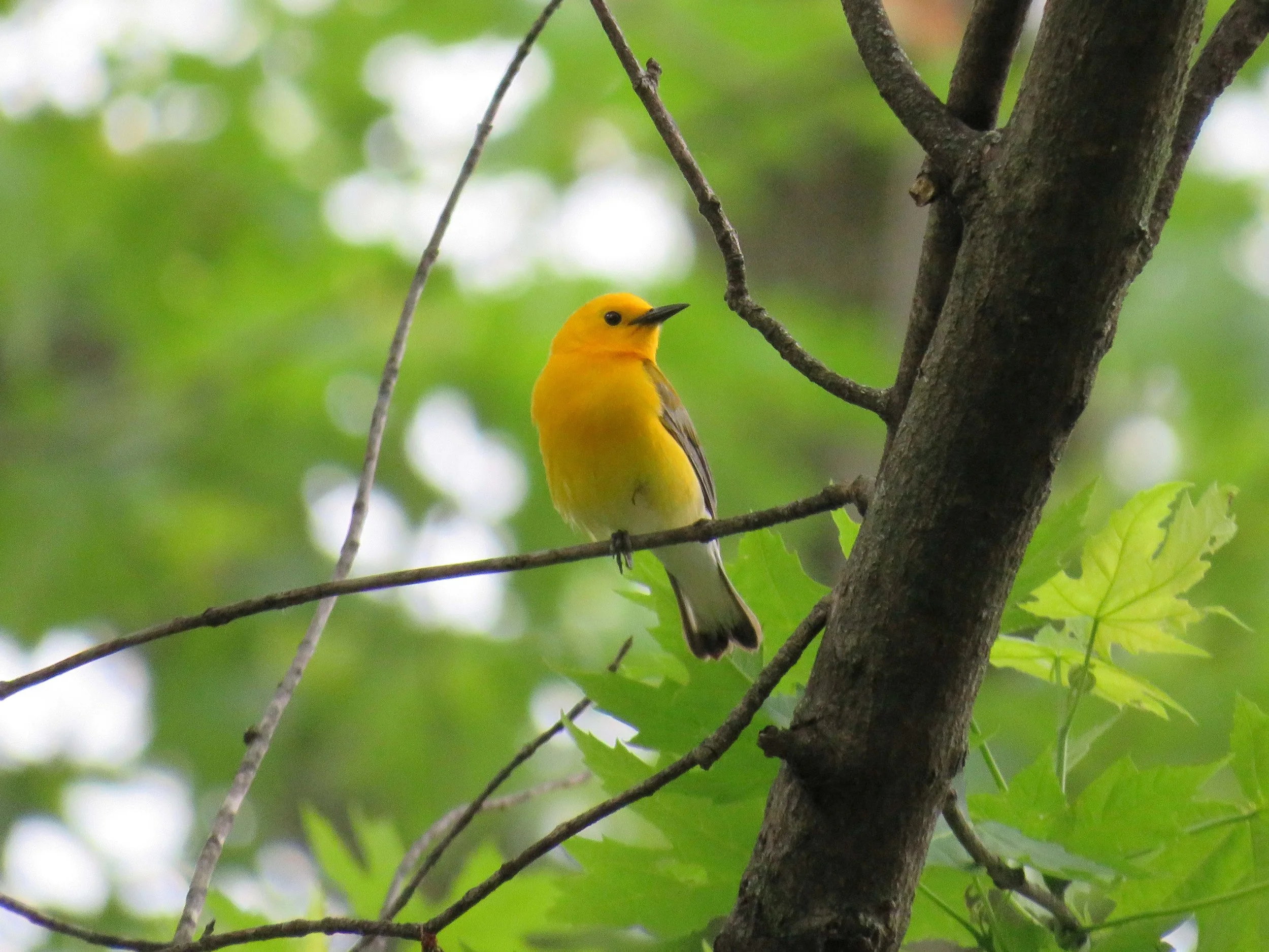 Searching for the Swamp Candl — Chicago Bird Alliance