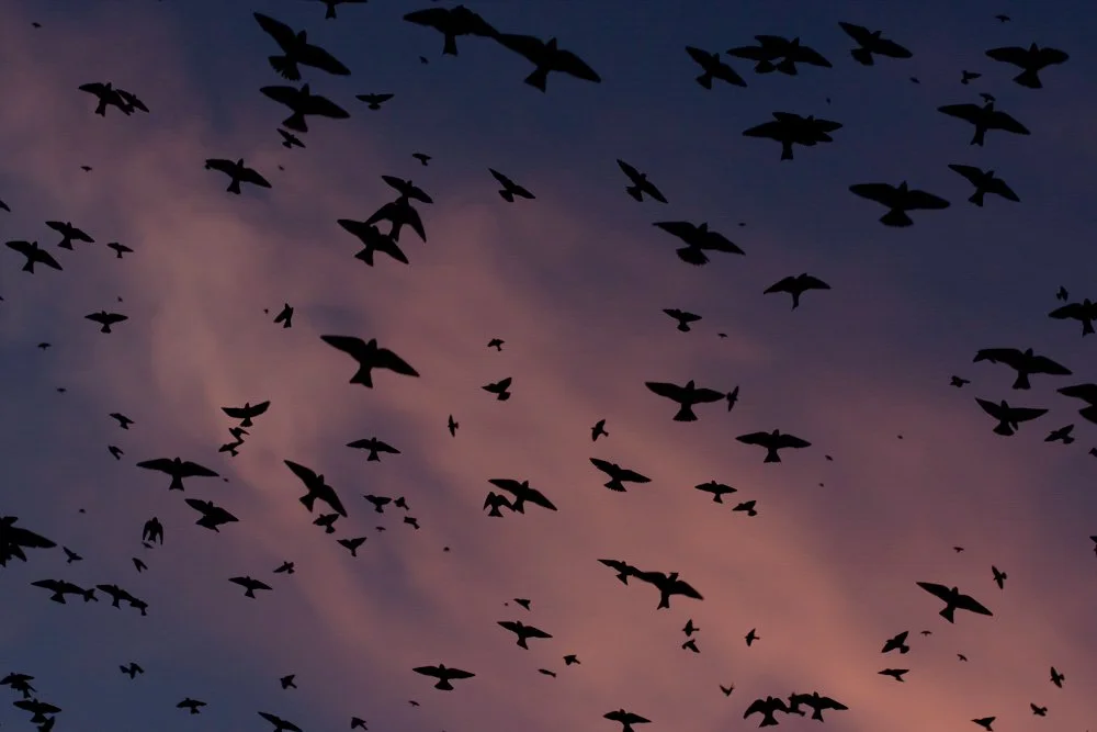 Upcoming Events — Chicago Bird Alliance