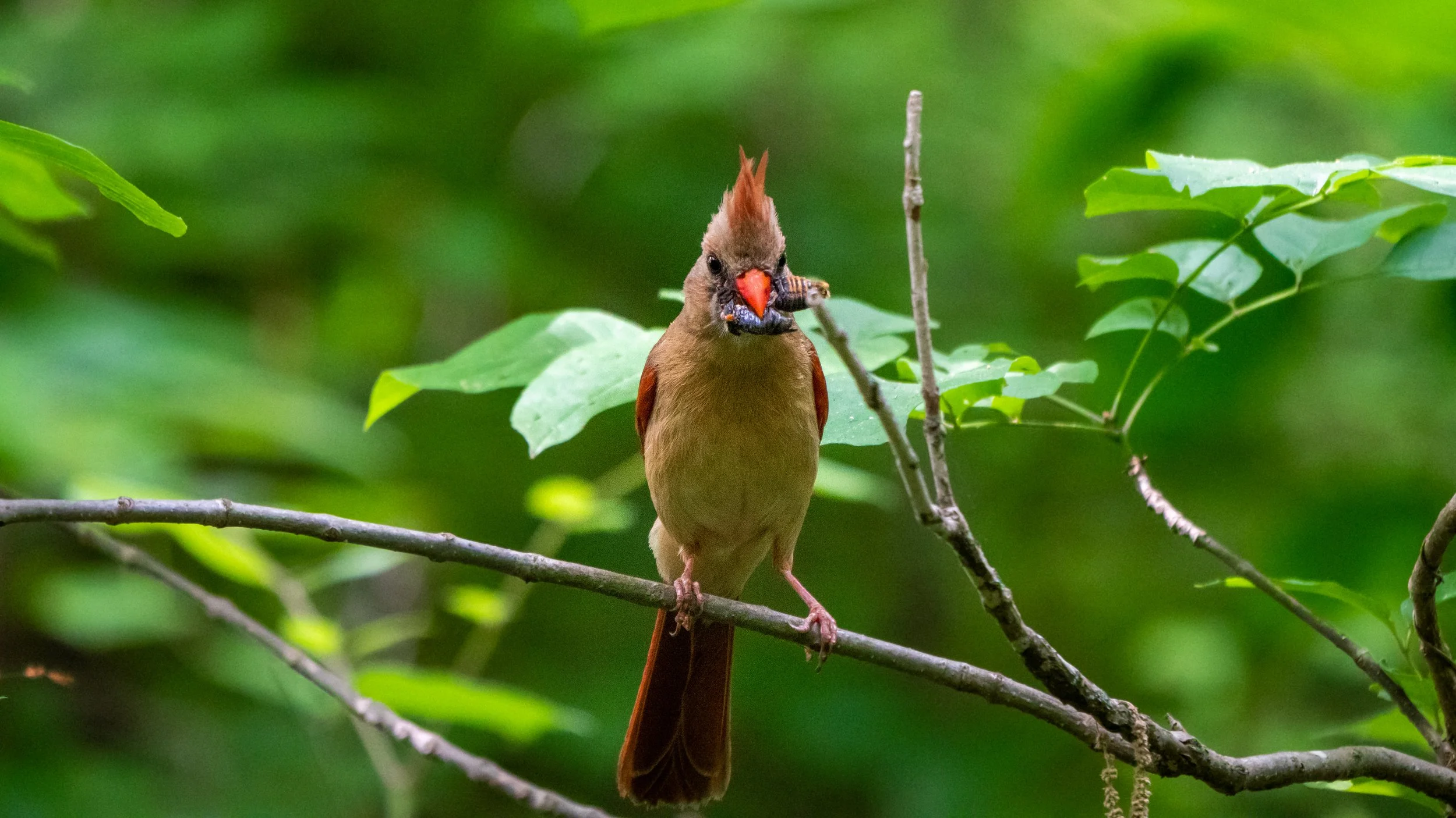 Chicago Bird Alliance