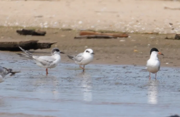 ID of Common and Forster’s Terns in Spring — Chicago Bird Alliance
