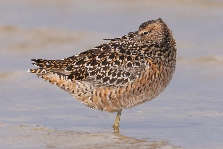 Out of the Weeds: Learn to Identify Dowitchers with Fresh Breeding ...