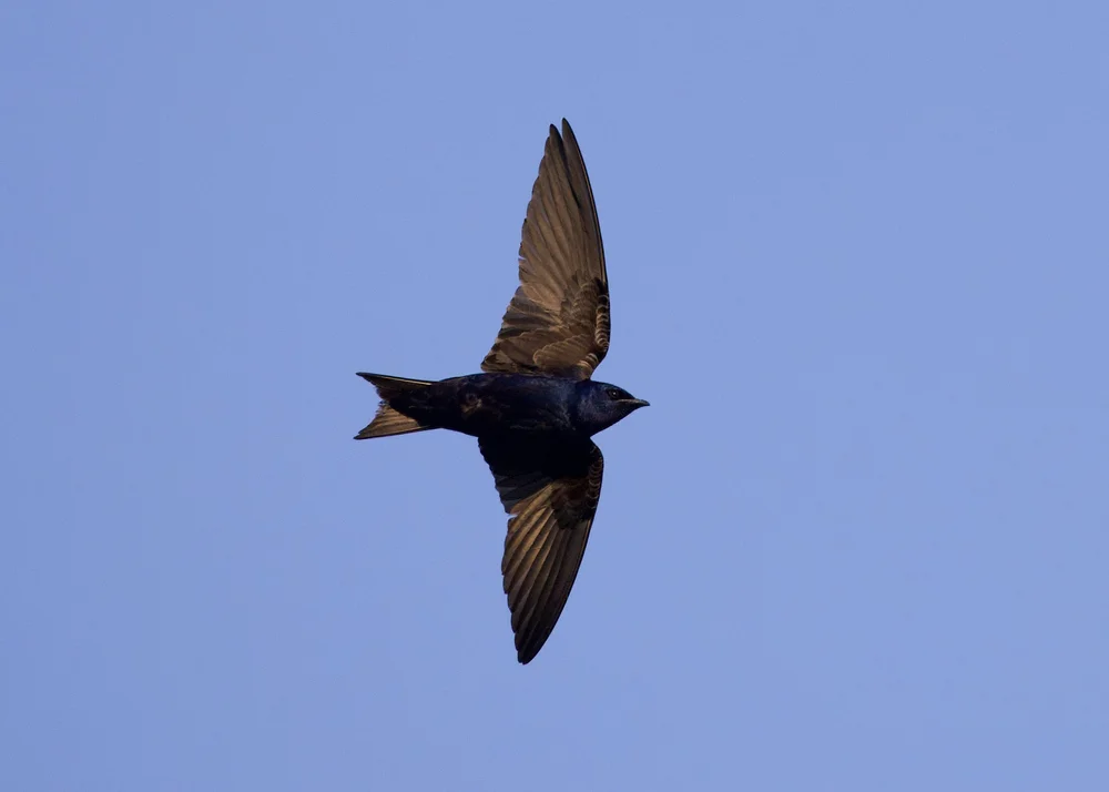 Identification of Swallows in Flight — Chicago Bird Alliance (formerly ...