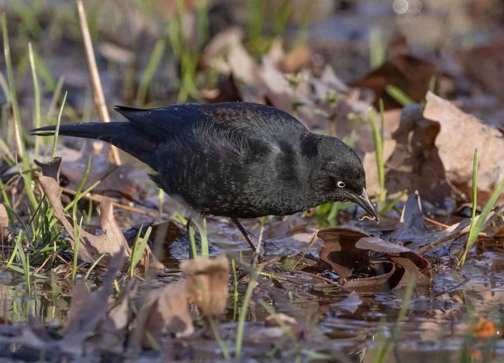 What About Male Rusty and Brewer's Blackbirds in the Spring? — Chicago ...