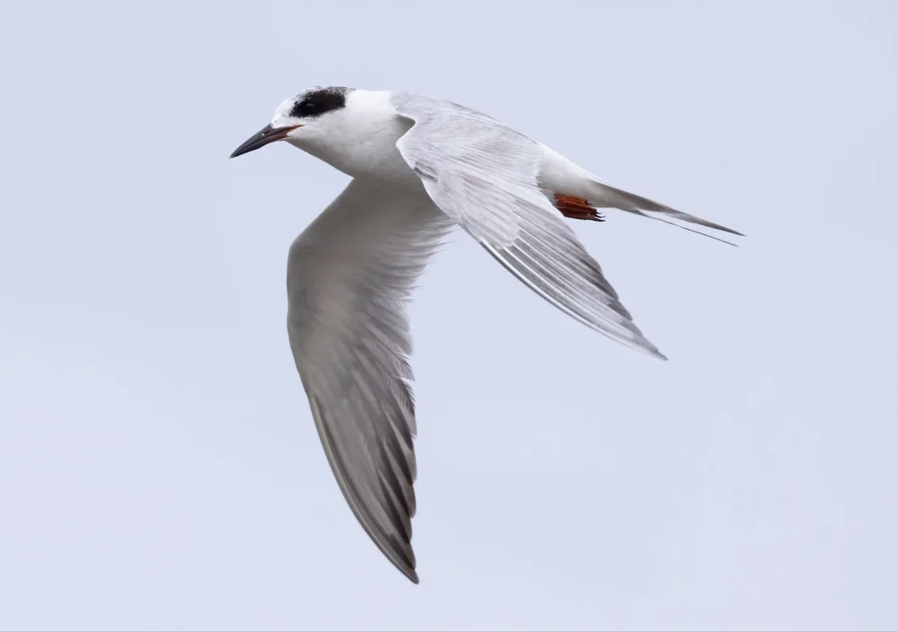 ID of Common and Forster’s Terns in Spring — Chicago Bird Alliance ...