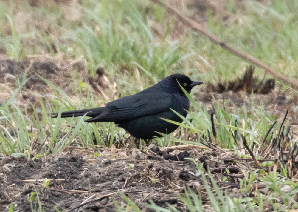 What About Male Rusty and Brewer's Blackbirds in the Spring? — Chicago ...
