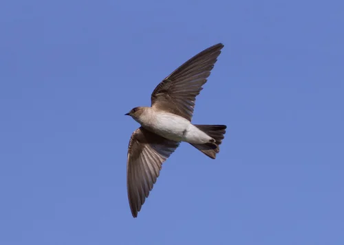 Identification of Swallows in Flight — Chicago Bird Alliance (formerly ...
