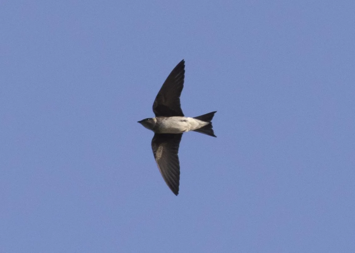 Identification of Swallows in Flight — Chicago Bird Alliance (formerly ...