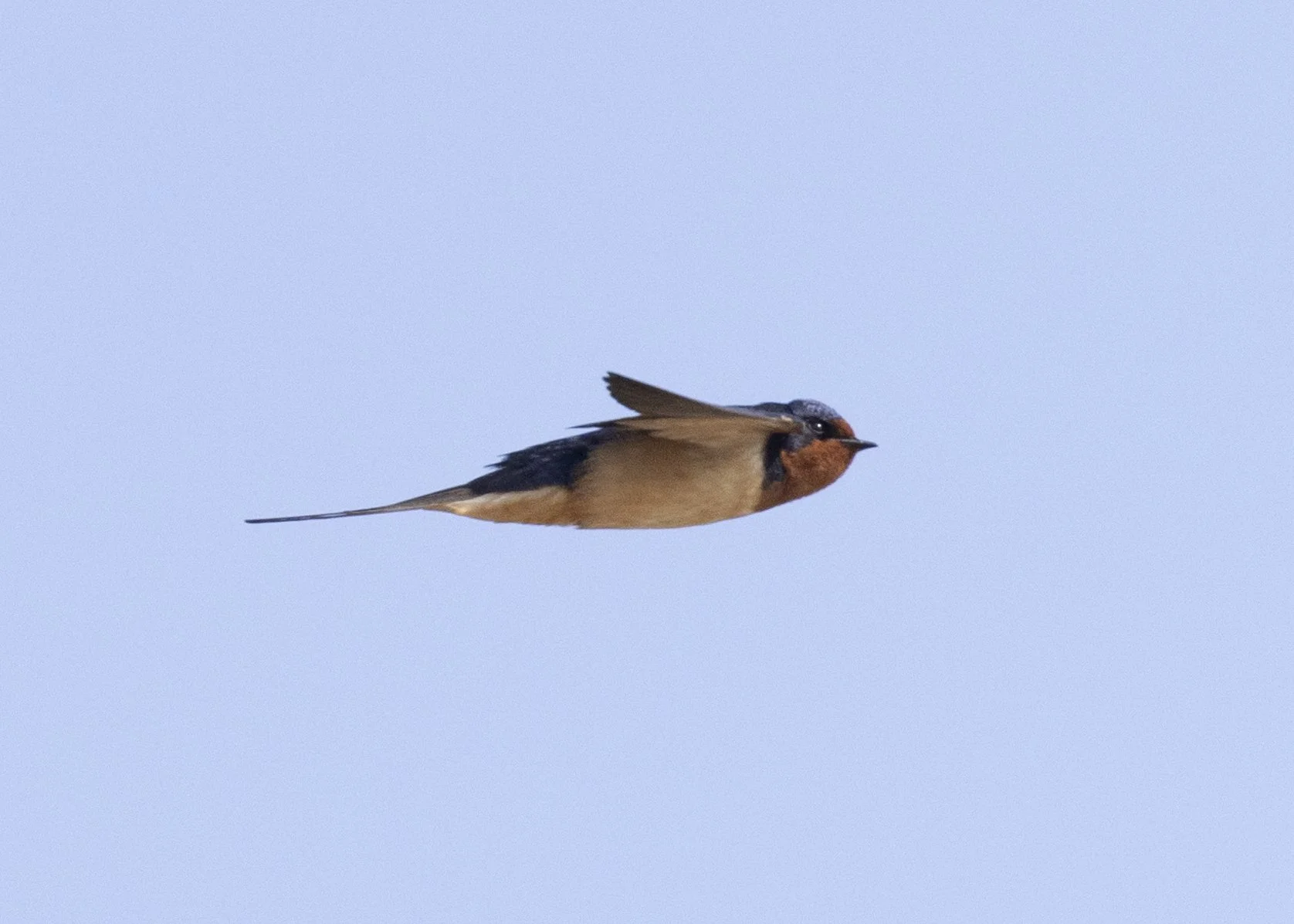 Identification of Swallows in Flight — Chicago Bird Alliance (formerly ...