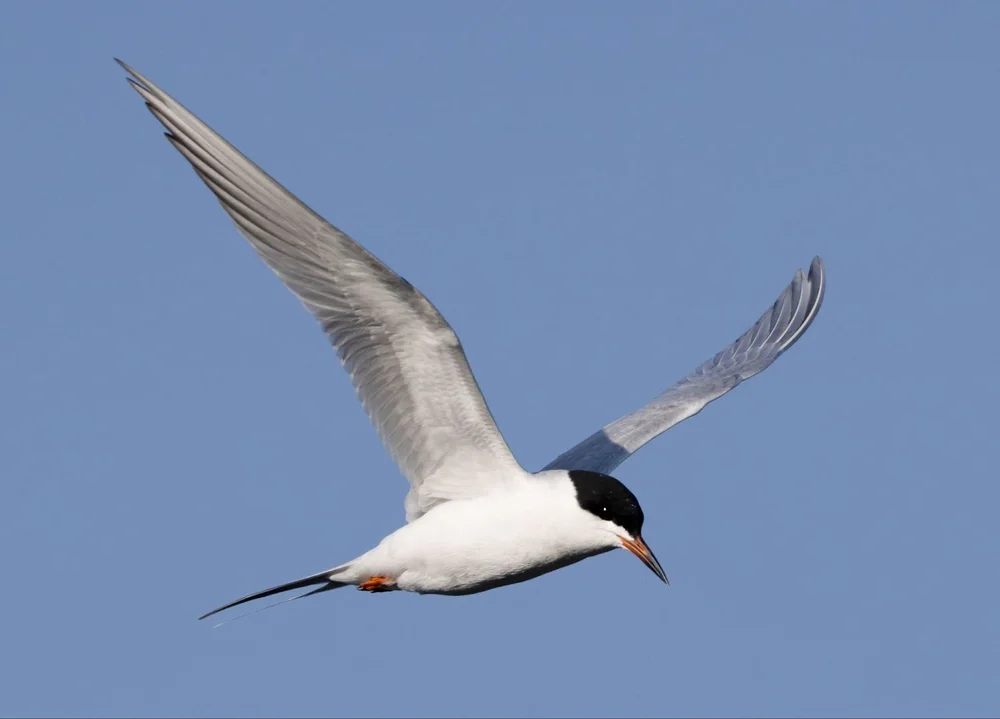 ID of Common and Forster’s Terns in Spring — Chicago Bird Alliance ...