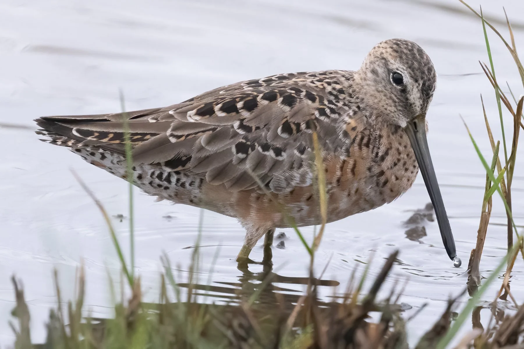 Out of the Weeds: Learn to Identify Dowitchers with Fresh Breeding ...