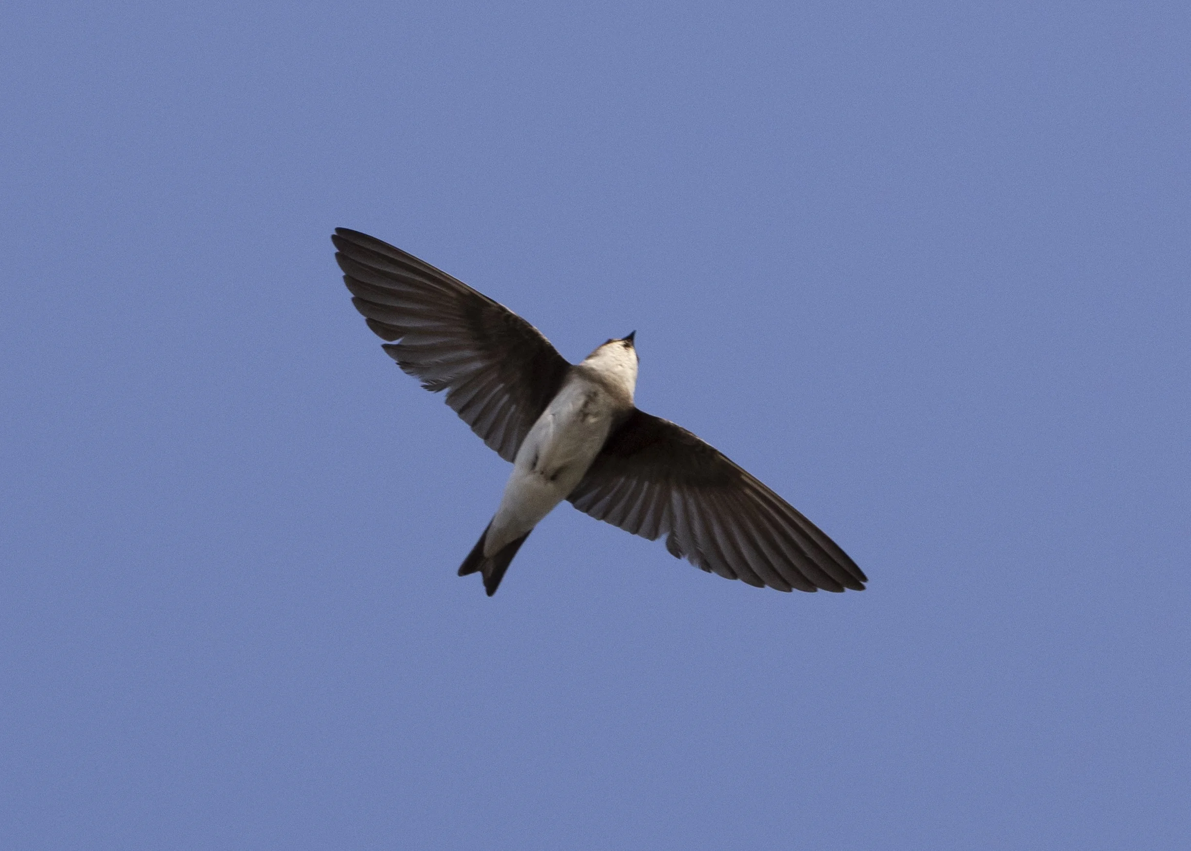 Identification of Swallows in Flight — Chicago Bird Alliance (formerly ...