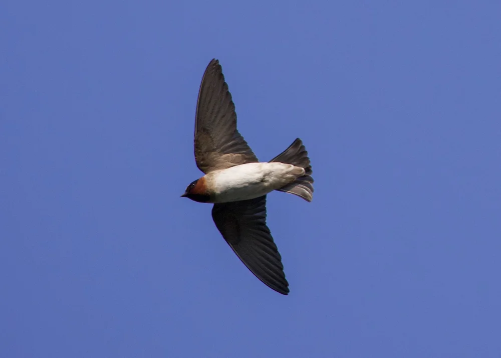 Identification of Swallows in Flight — Chicago Bird Alliance (formerly ...