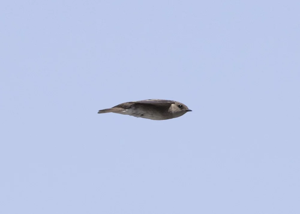 Identification of Swallows in Flight — Chicago Bird Alliance (formerly ...