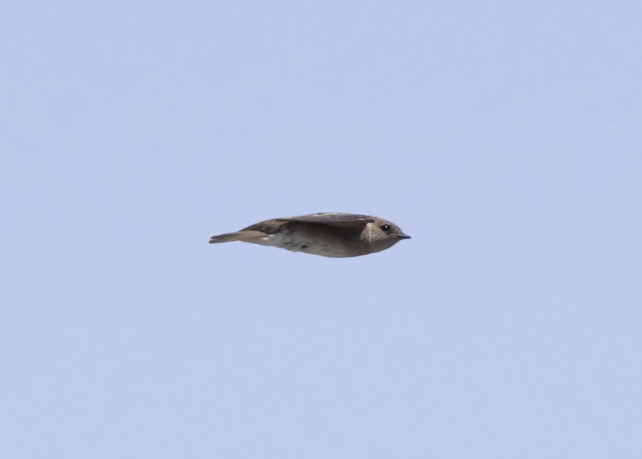 Identification of Swallows in Flight — Chicago Bird Alliance (formerly ...