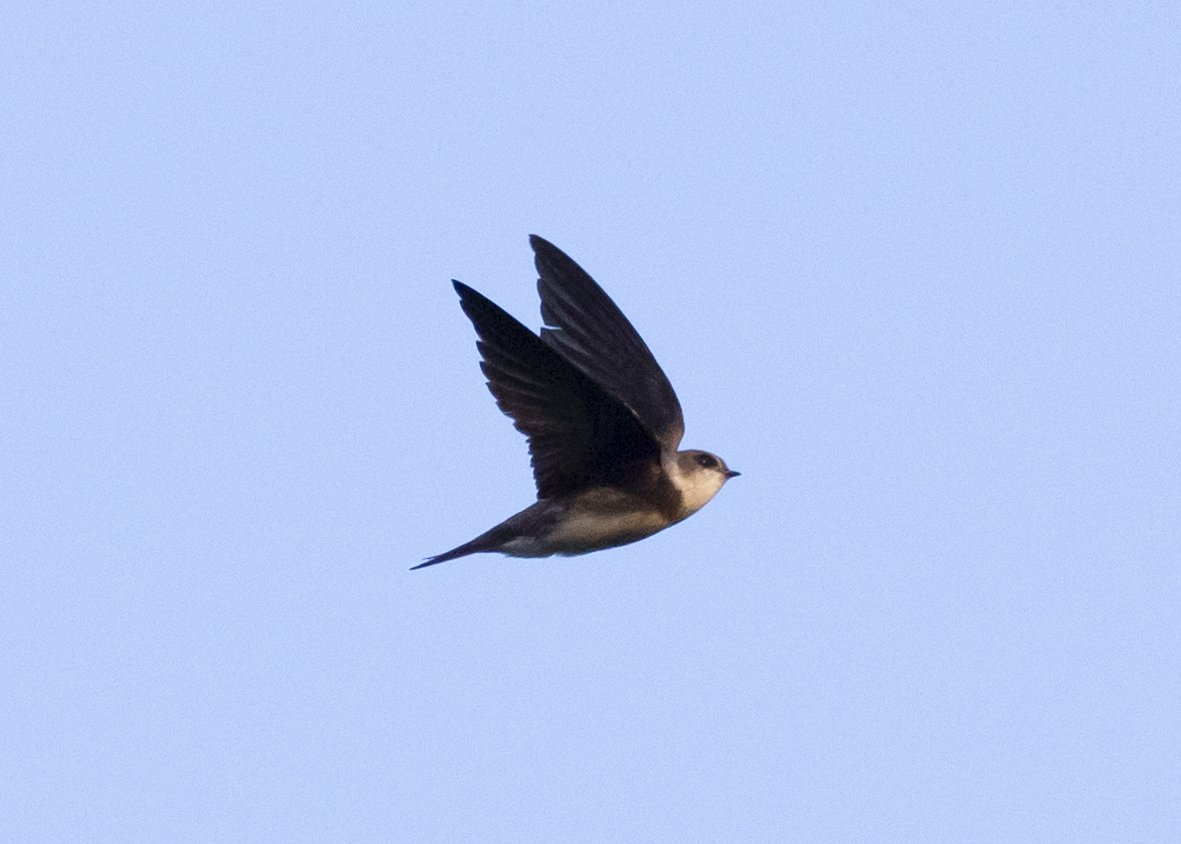 Identification of Swallows in Flight — Chicago Bird Alliance (formerly ...