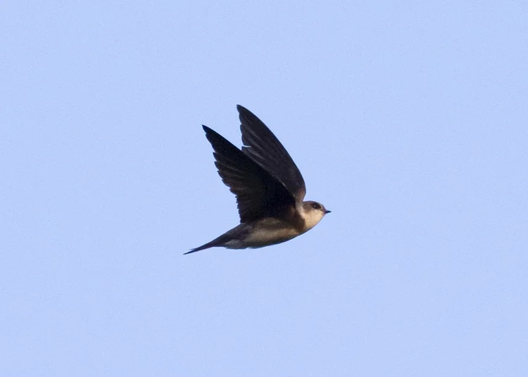 Identification of Swallows in Flight — Chicago Bird Alliance (formerly ...