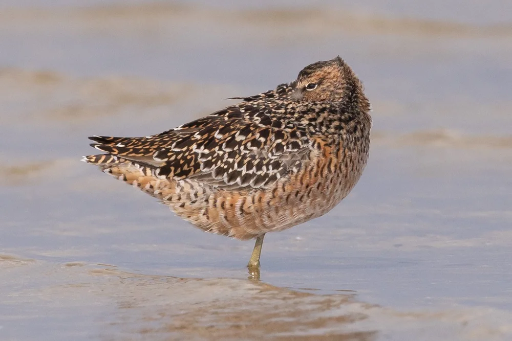 Out of the Weeds: Learn to Identify Dowitchers with Fresh Breeding ...