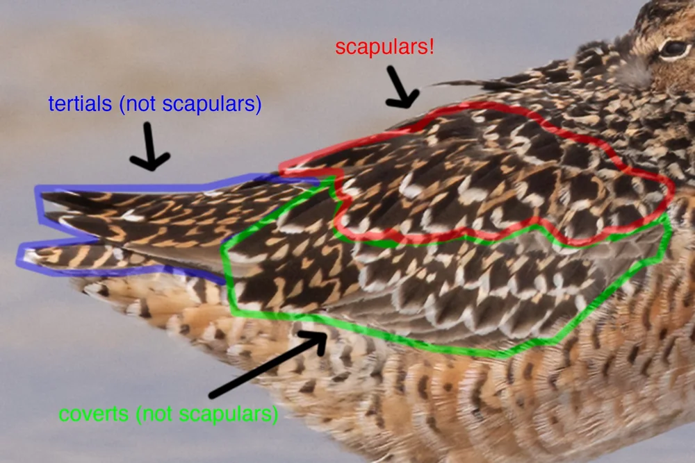Out of the Weeds: Learn to Identify Dowitchers with Fresh Breeding ...