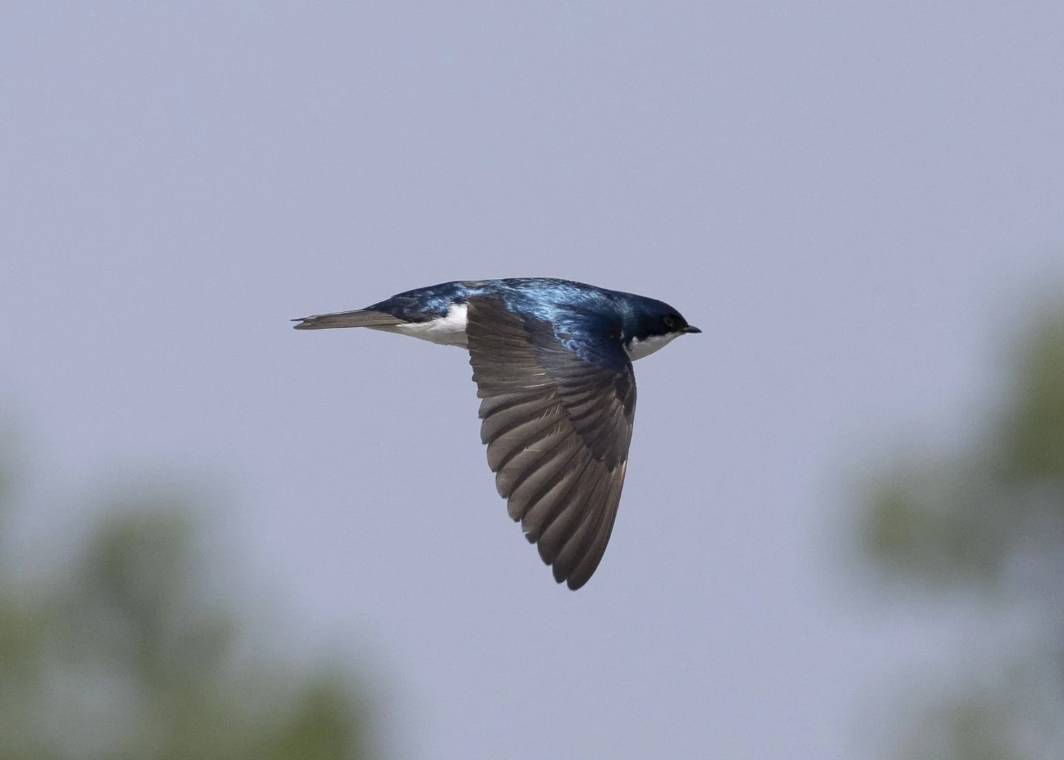 Identification of Swallows in Flight — Chicago Bird Alliance (formerly ...