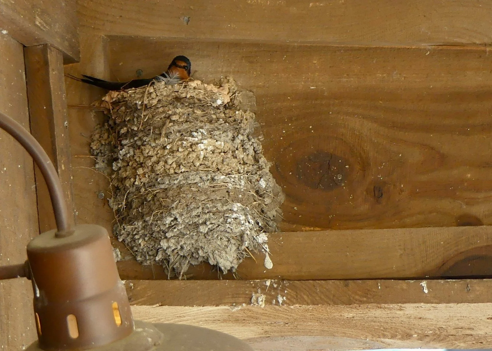 The Urban Bird Niche — Chicago Bird Alliance (formerly Chicago Audubon ...