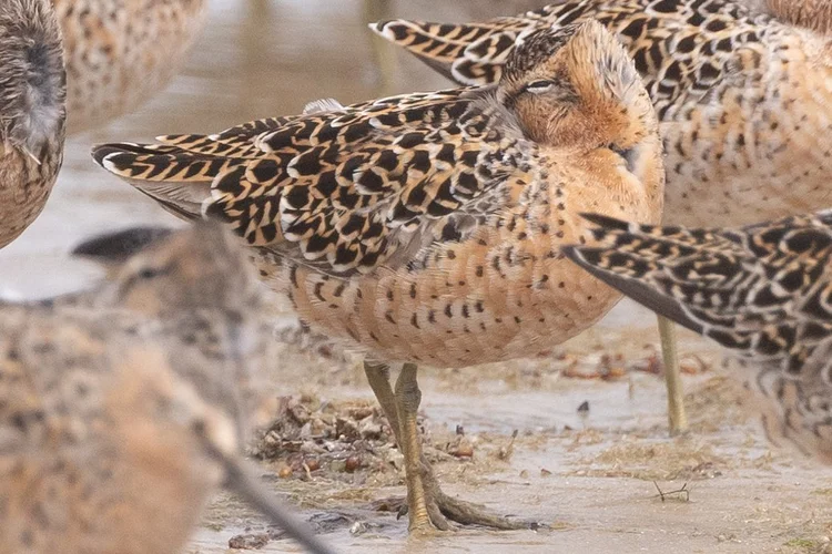 Out of the Weeds: Learn to Identify Dowitchers with Fresh Breeding ...