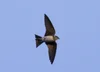 Identification of Swallows in Flight — Chicago Bird Alliance (formerly ...