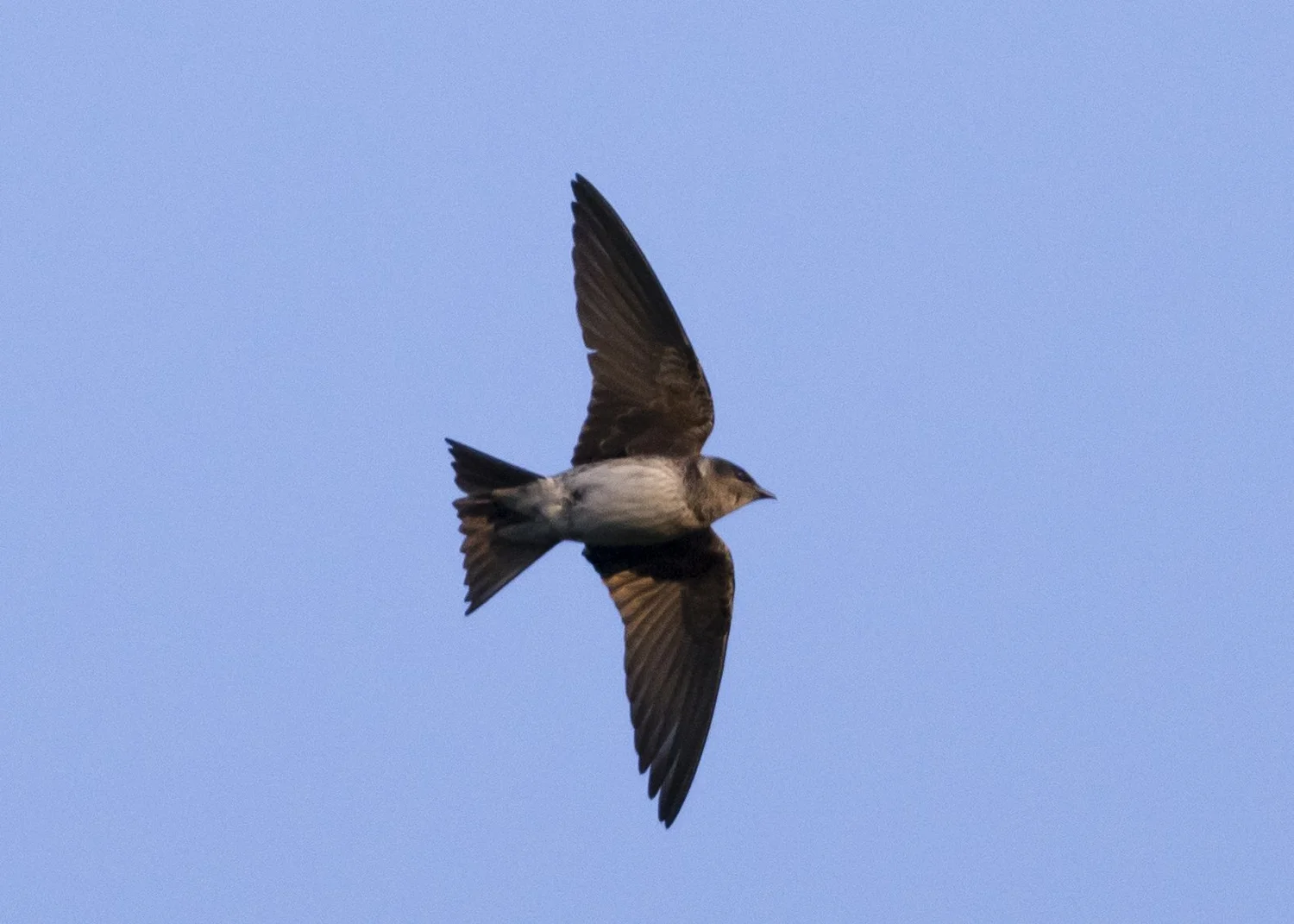 Identification of Swallows in Flight — Chicago Bird Alliance (formerly ...