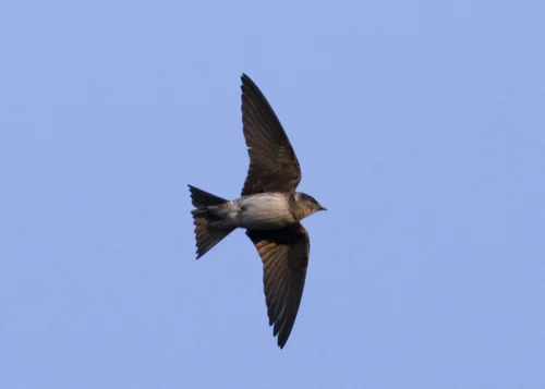 Identification of Swallows in Flight — Chicago Bird Alliance (formerly ...