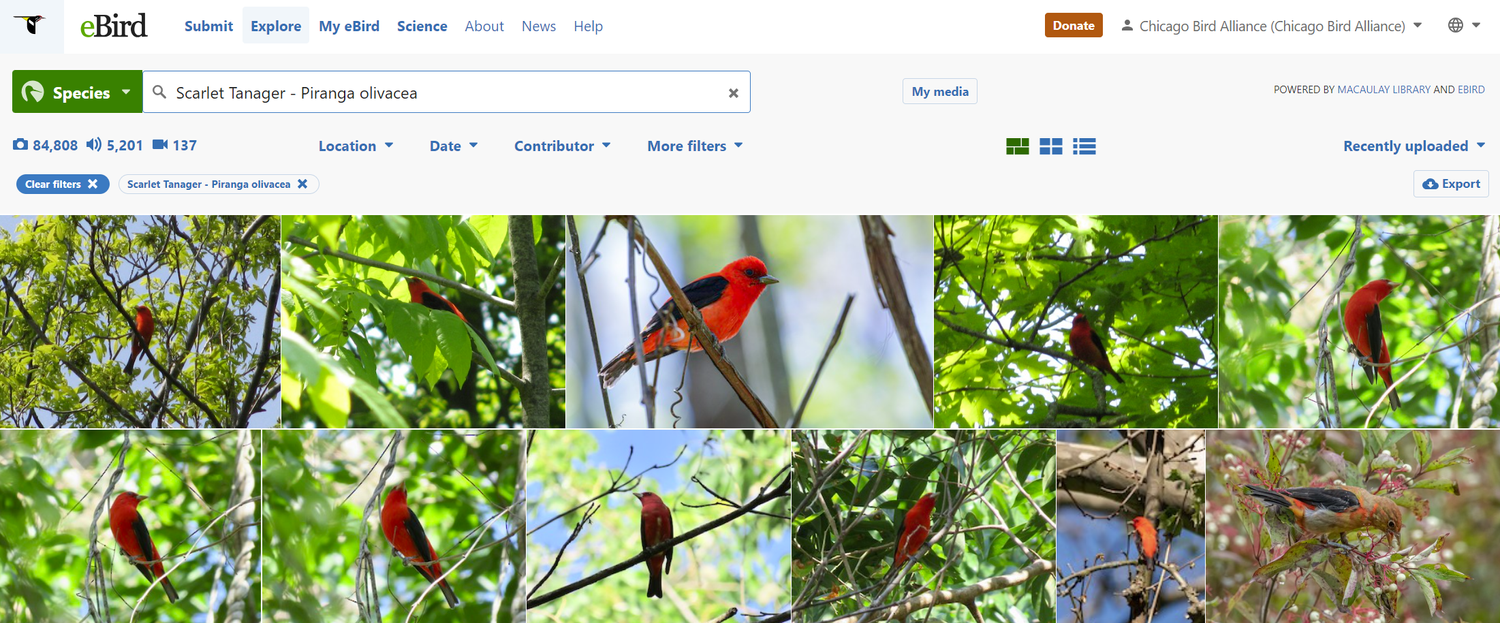 Tune Up For Spring! Using eBird to Study Birds — Chicago Bird Alliance ...