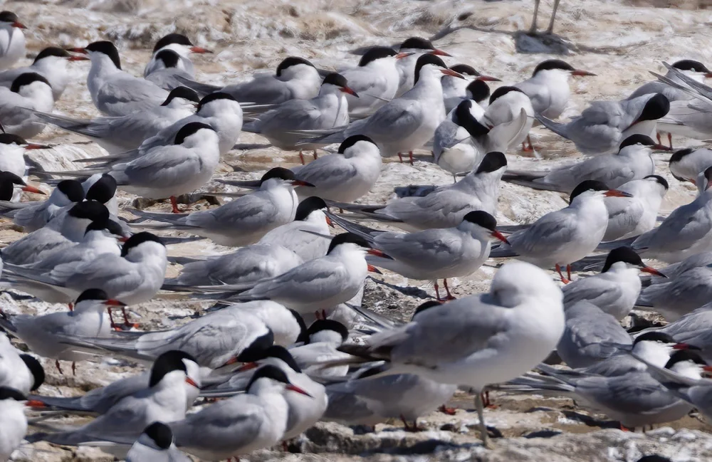 ID of Common and Forster’s Terns in Spring — Chicago Bird Alliance ...