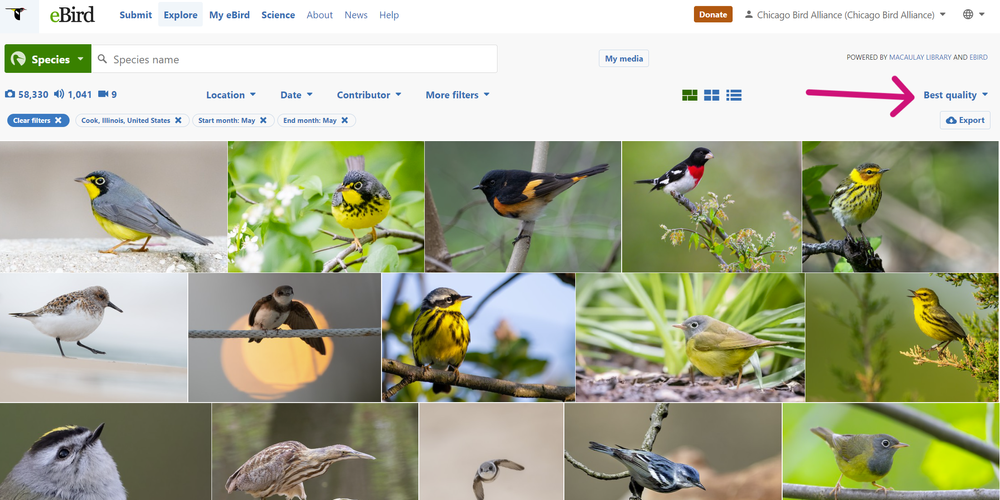Tune Up For Spring! Using eBird to Study Birds — Chicago Bird Alliance ...