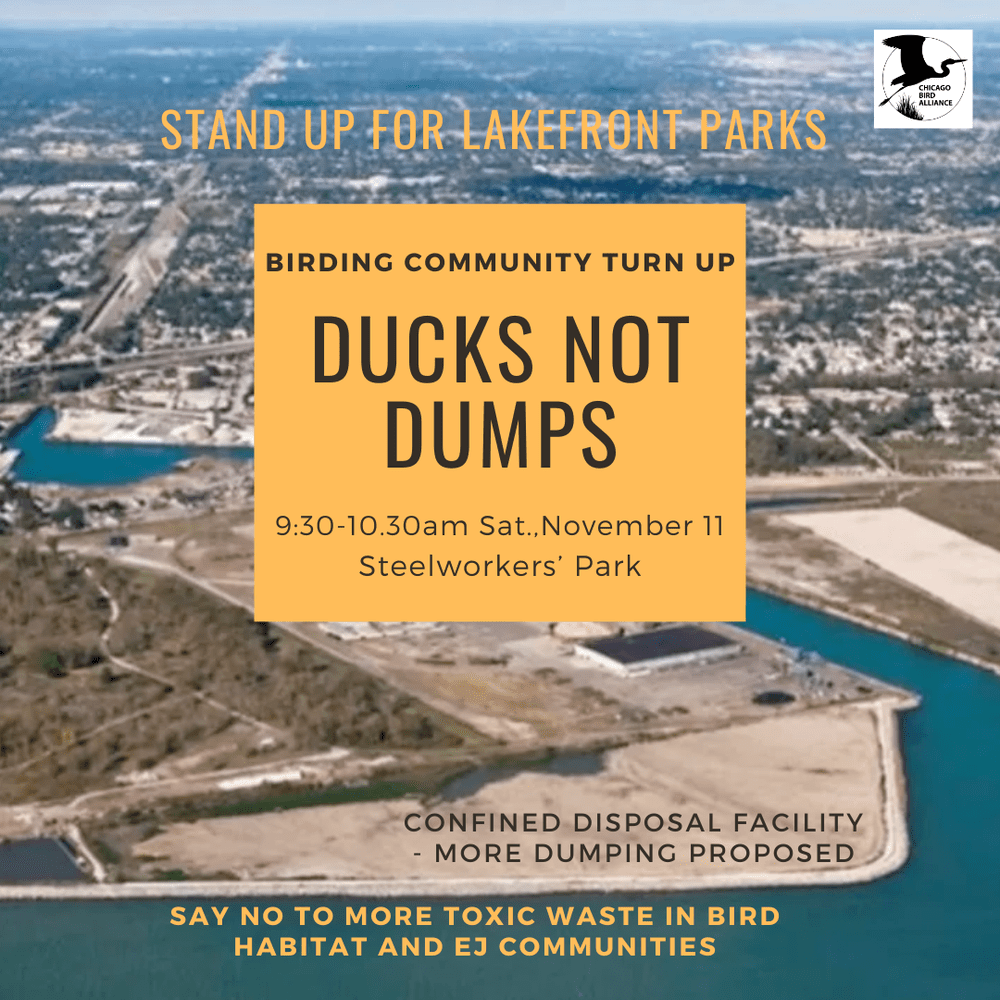 Join: Birders Protest Chicago Lakefront Dump — Chicago Bird Alliance ...