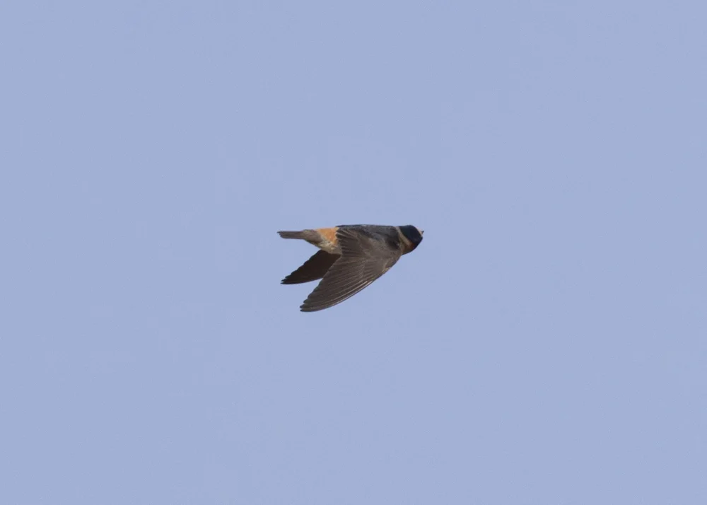 Identification of Swallows in Flight — Chicago Bird Alliance (formerly ...