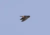 Identification of Swallows in Flight — Chicago Bird Alliance (formerly ...