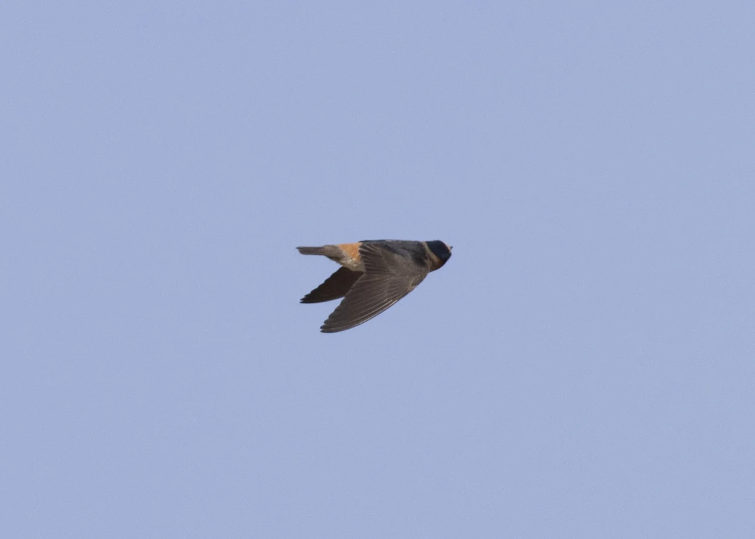 Identification of Swallows in Flight — Chicago Bird Alliance (formerly ...