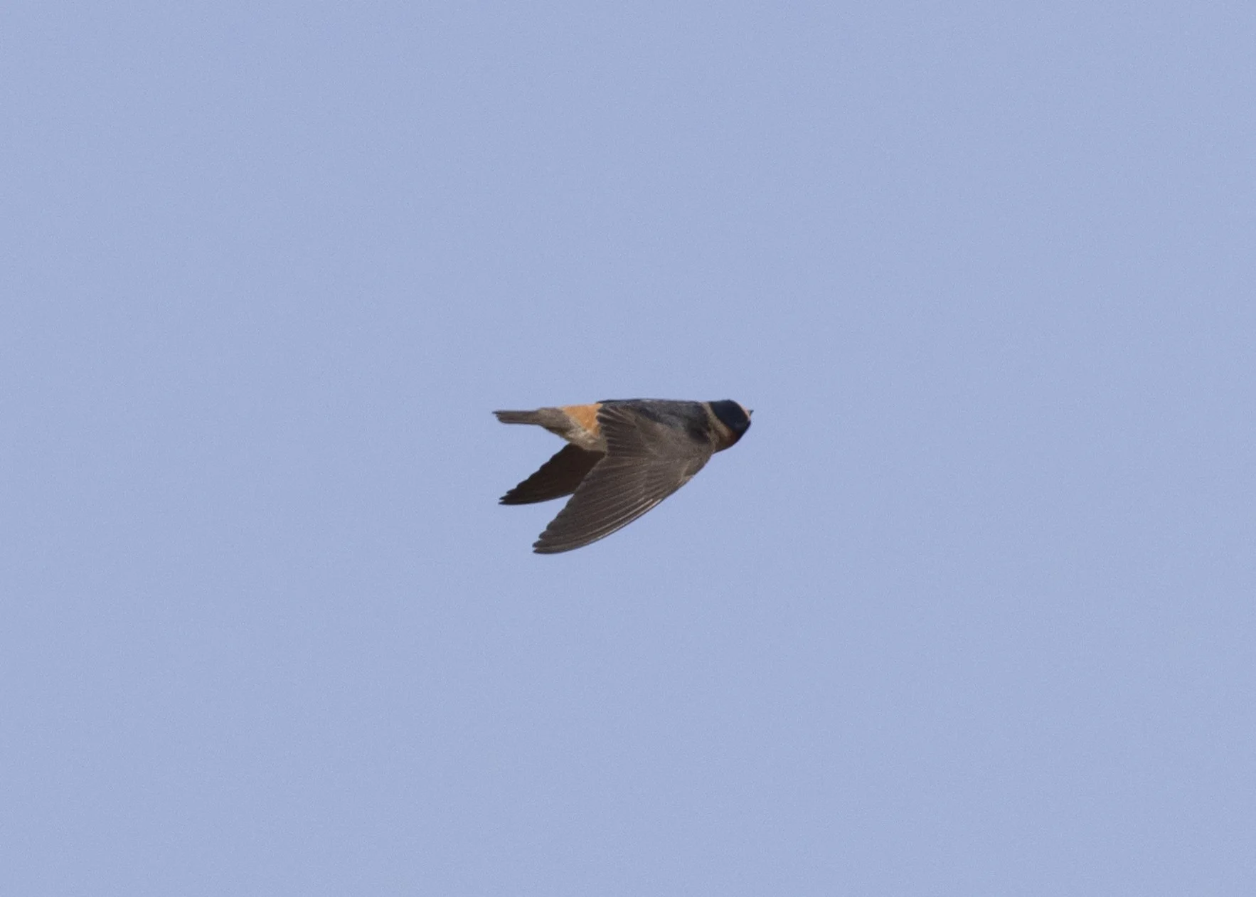 Identification of Swallows in Flight — Chicago Bird Alliance (formerly ...