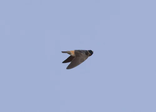 Identification of Swallows in Flight — Chicago Bird Alliance (formerly ...