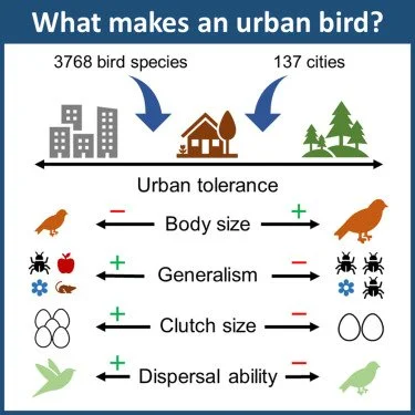 The Urban Bird Niche — Chicago Bird Alliance (formerly Chicago Audubon ...