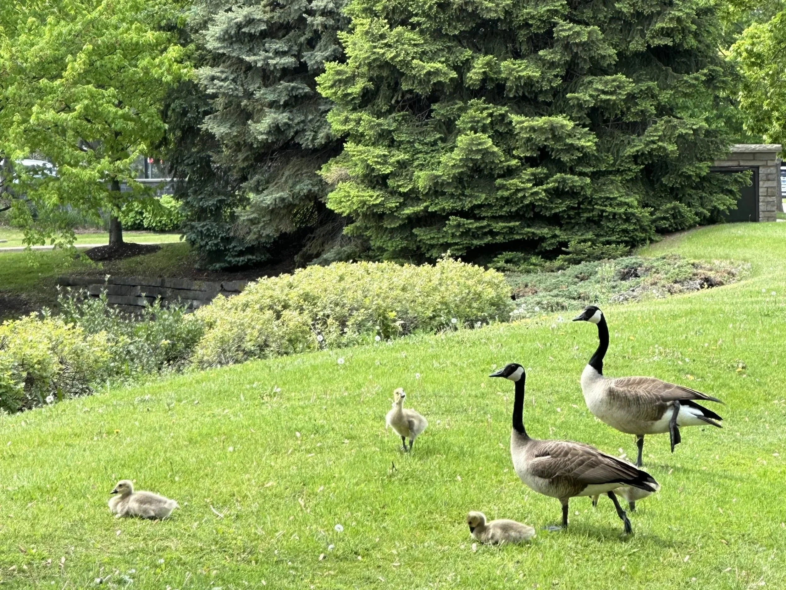 Friend or Fowl? The Iconic Canada Goose — Chicago Bird Alliance ...