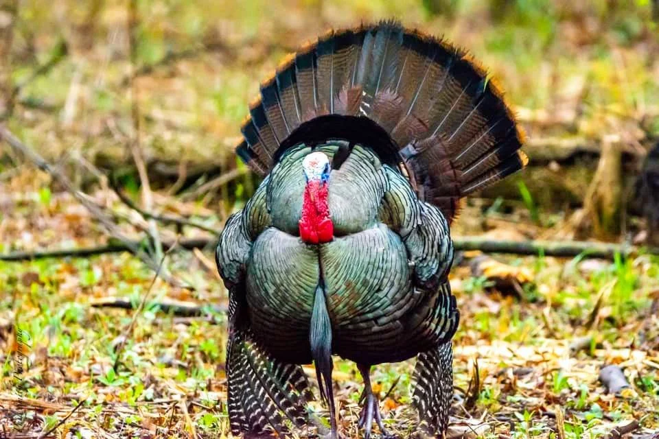 Presidential Birds — Chicago Bird Alliance (formerly Chicago Audubon ...