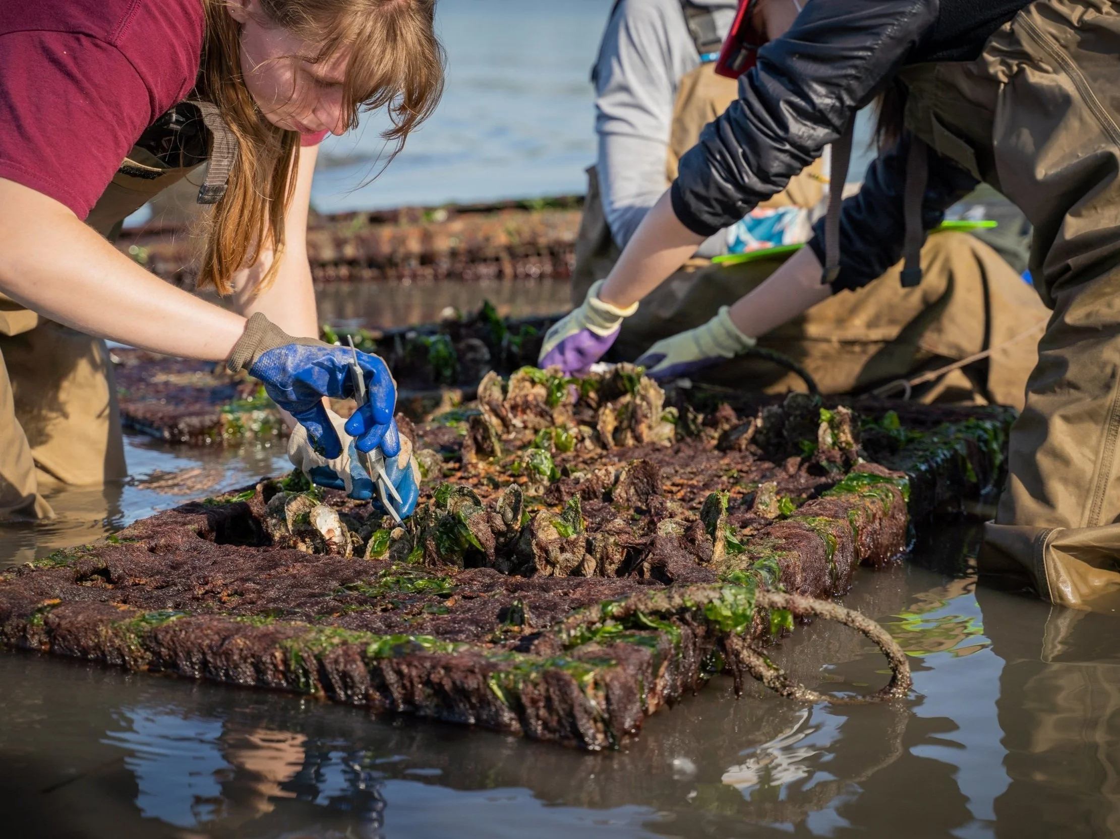 Scientific Research — Billion Oyster Project