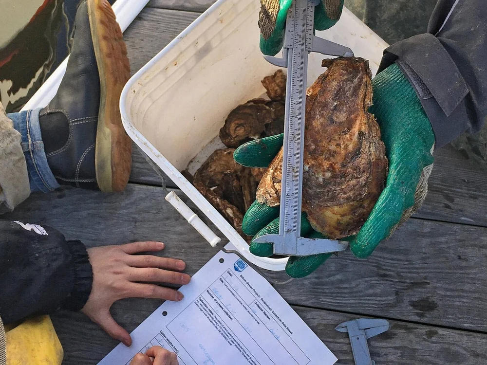Scientific Research — Billion Oyster Project