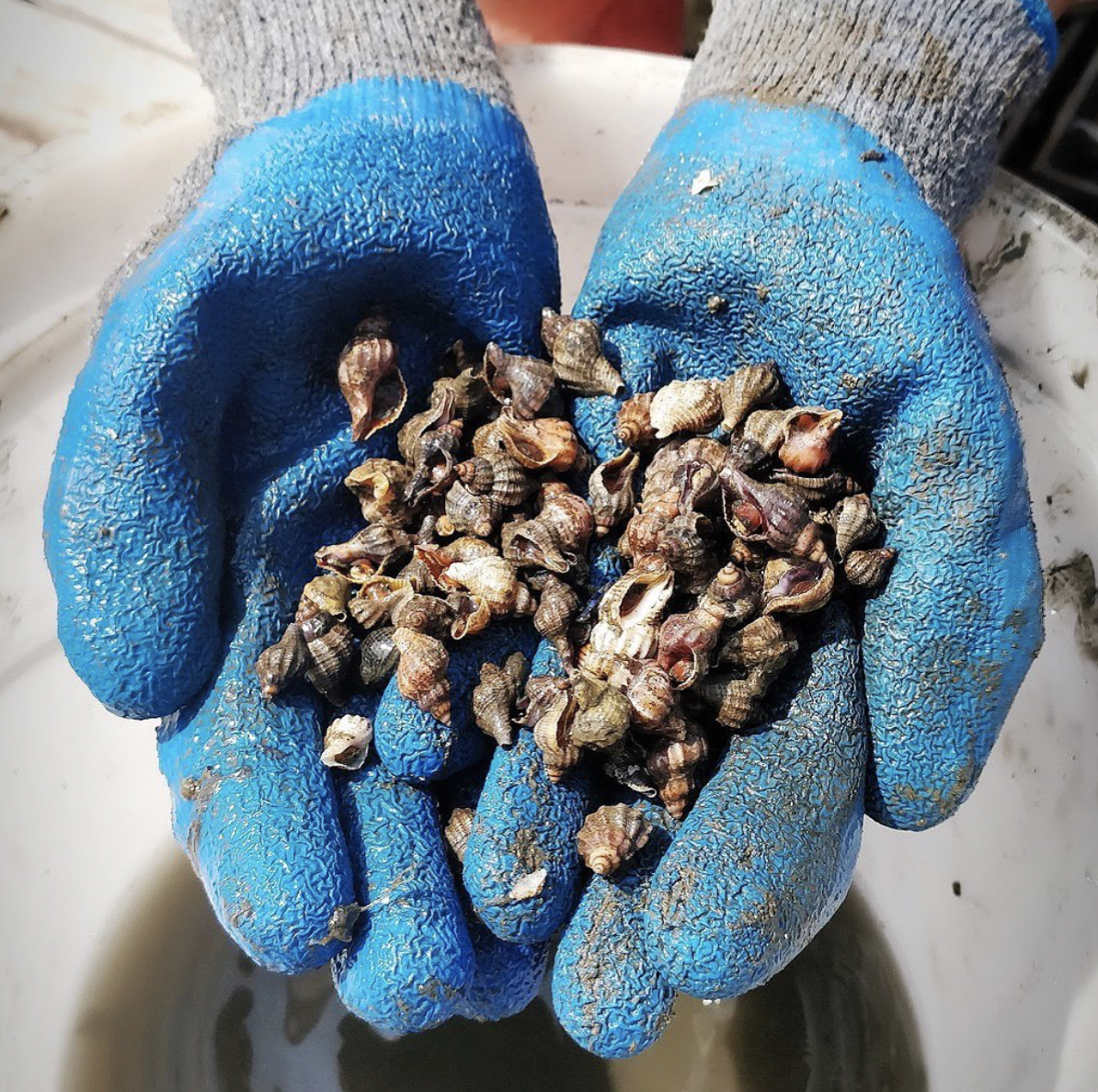 Students oyster spat - ologypastor