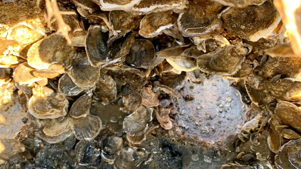 Ecosystem Engineers — Billion Oyster Project