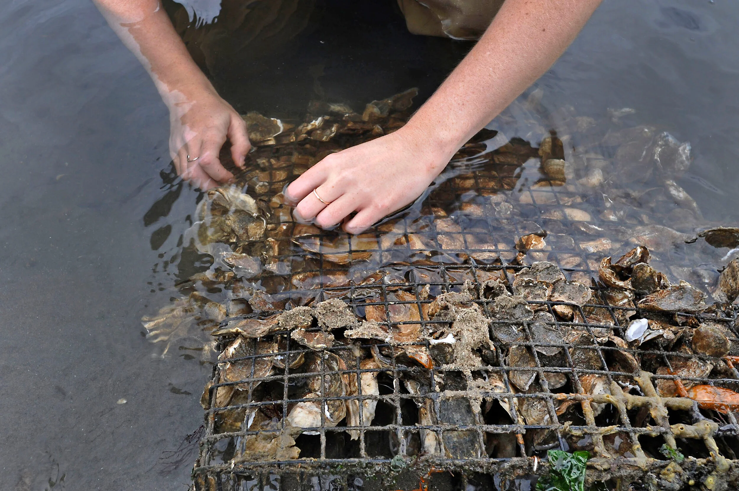 CAREERS — Billion Oyster Project